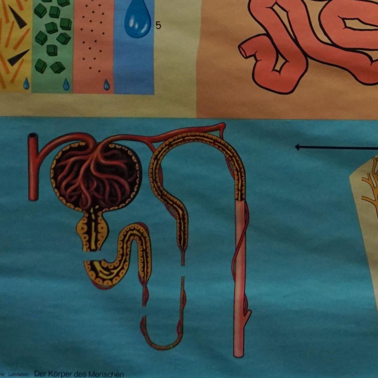 Vintage Medical Wall Chart Human Metabolism Body Excretion Water ...