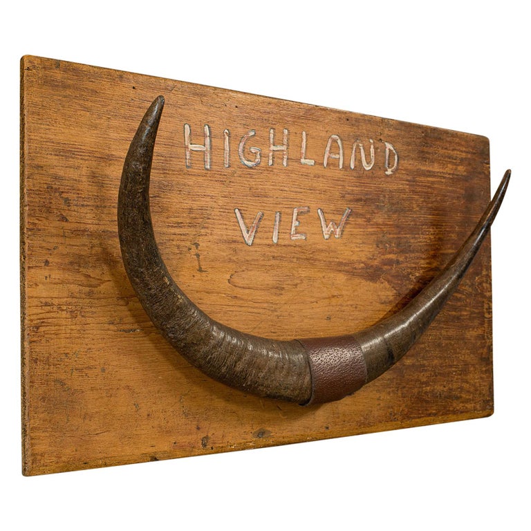 Vintage Mounted Horn Display, Scottish, Longhorn, Pine, Wall ...