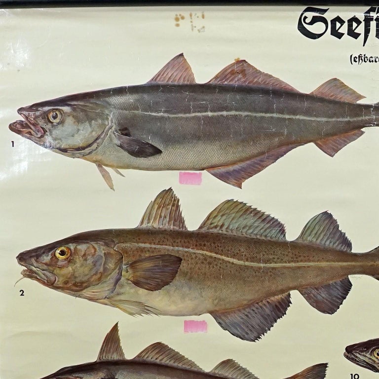 Vintage Mural Eatable Sea Fish Overview Poster Pull-Down Wall Chart For ...