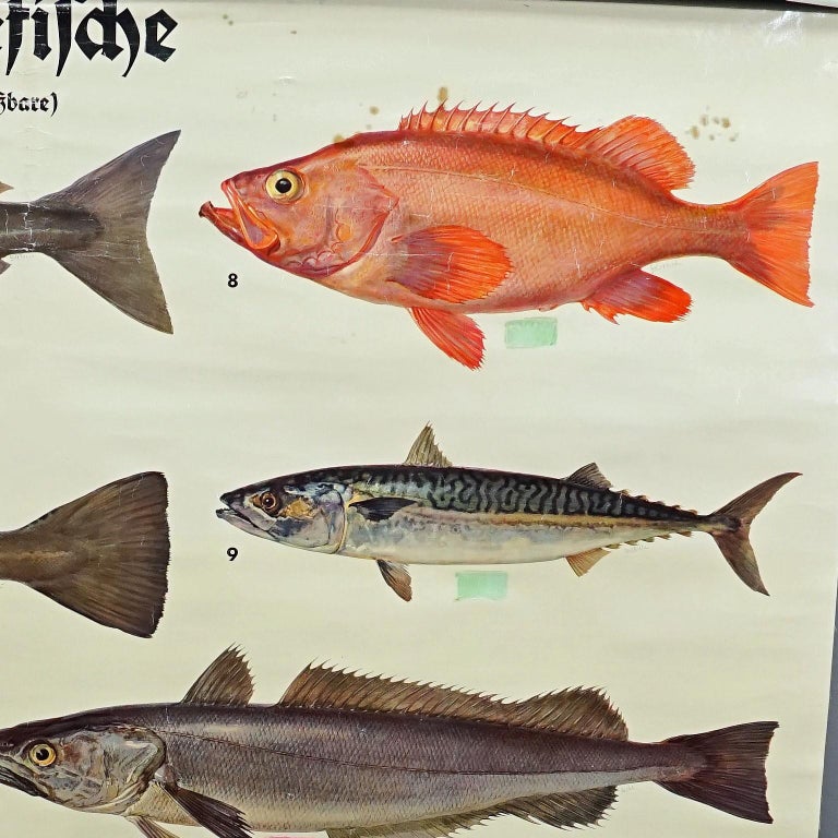Vintage Mural Eatable Sea Fish Overview Poster Pull-Down Wall Chart For ...