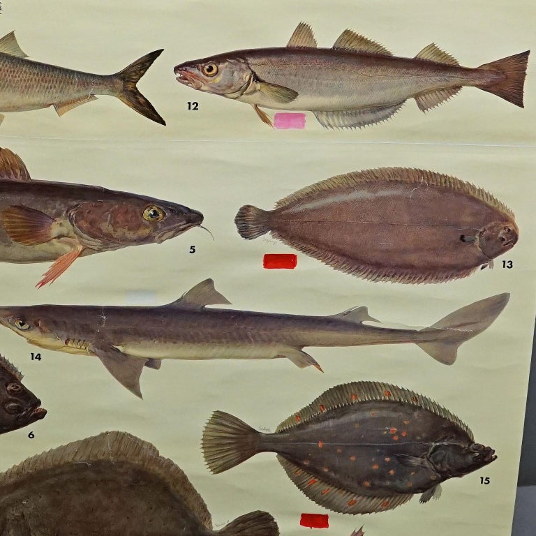 Vintage Mural Eatable Sea Fish Overview Poster Pull-Down Wall Chart For ...