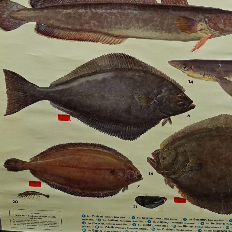 Vintage Mural Eatable Sea Fish Overview Poster Pull-Down Wall Chart For ...