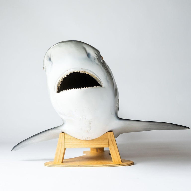Vintage Museum-Quality Life-Size Model of a Bull Shark at 1stDibs