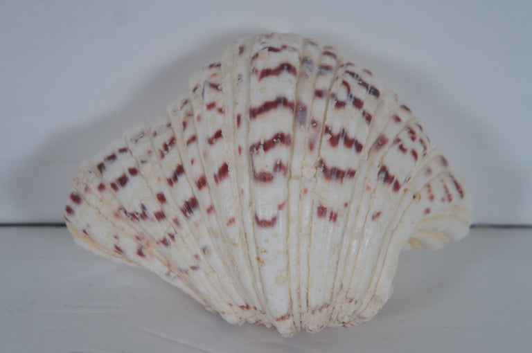 Vintage Nautical Glass Casket Display Box Case and Bear Paw Clam Shell ...