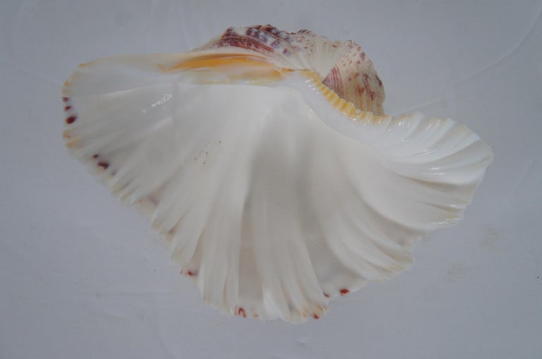 Vintage Nautical Glass Casket Display Box Case and Bear Paw Clam Shell ...