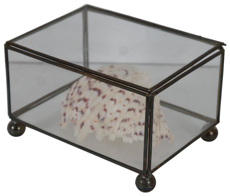 Vintage Nautical Glass Casket Display Box Case and Bear Paw Clam Shell ...