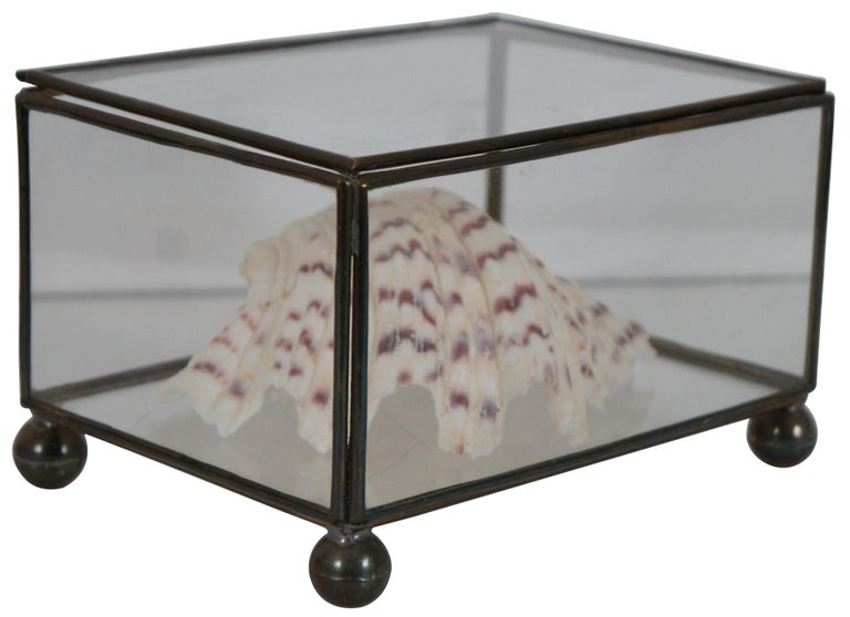 Vintage Nautical Glass Casket Display Box Case and Bear Paw Clam Shell ...