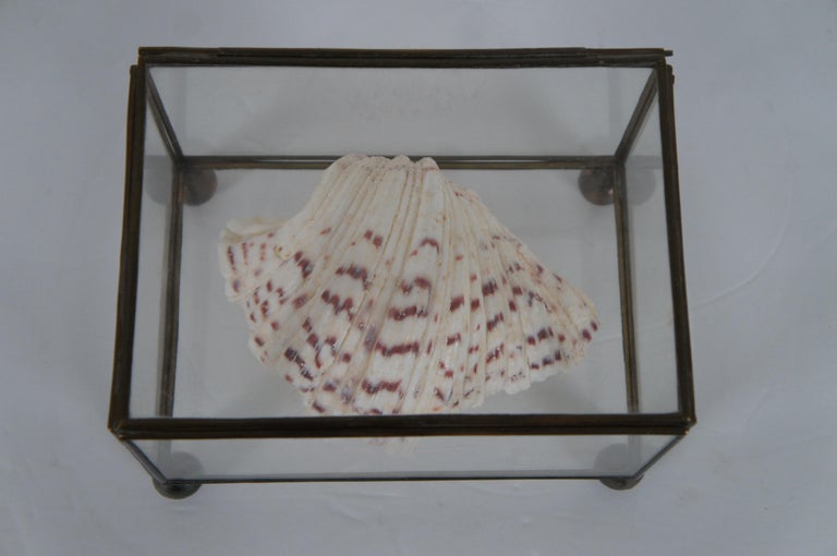 Vintage Nautical Glass Casket Display Box Case and Bear Paw Clam Shell ...