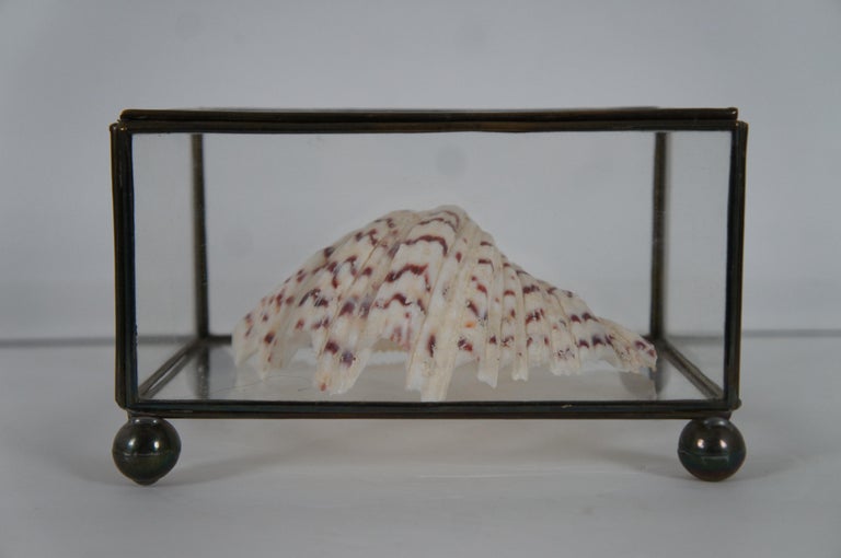 Vintage Nautical Glass Casket Display Box Case and Bear Paw Clam Shell ...