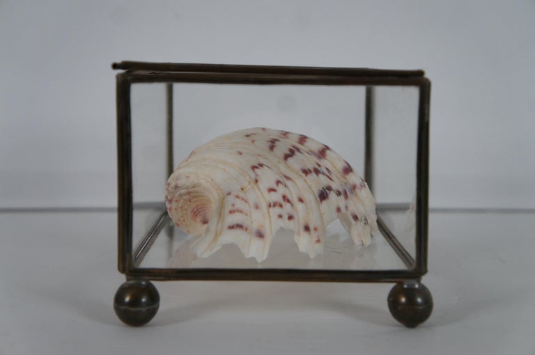 Vintage Nautical Glass Casket Display Box Case and Bear Paw Clam Shell ...