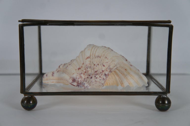 Vintage Nautical Glass Casket Display Box Case and Bear Paw Clam Shell ...