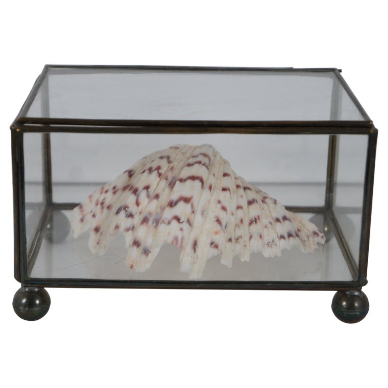 Vintage Nautical Glass Casket Display Box Case and Bear Paw Clam Shell ...