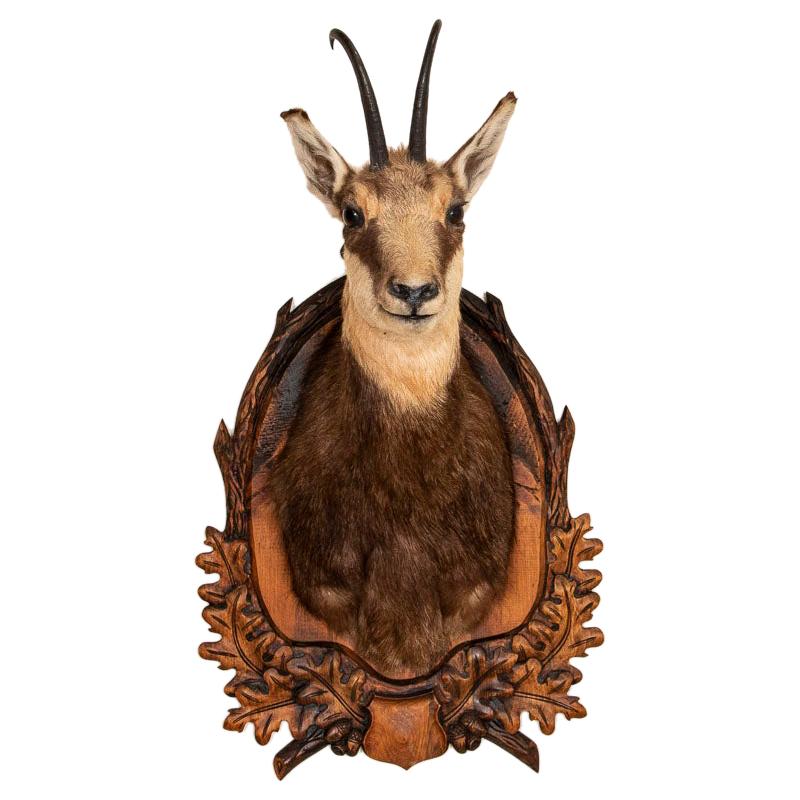 Gemsbok African Antelope Taxidermy Trophy Wall Mount on Stand at 1stDibs