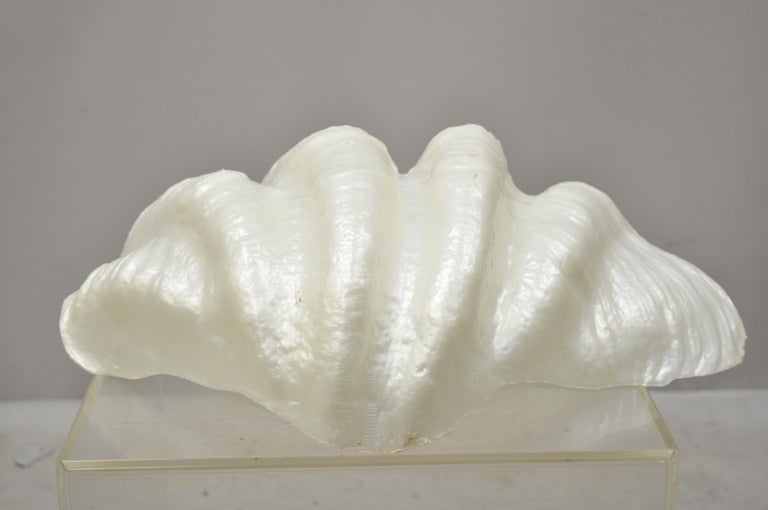Vintage Pearlescent Molded Plastic Pearl Large Seashell Clam Shell ...