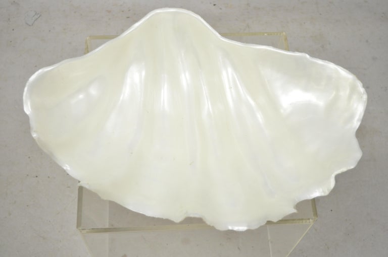 Vintage Pearlescent Molded Plastic Pearl Large Seashell Clam Shell ...