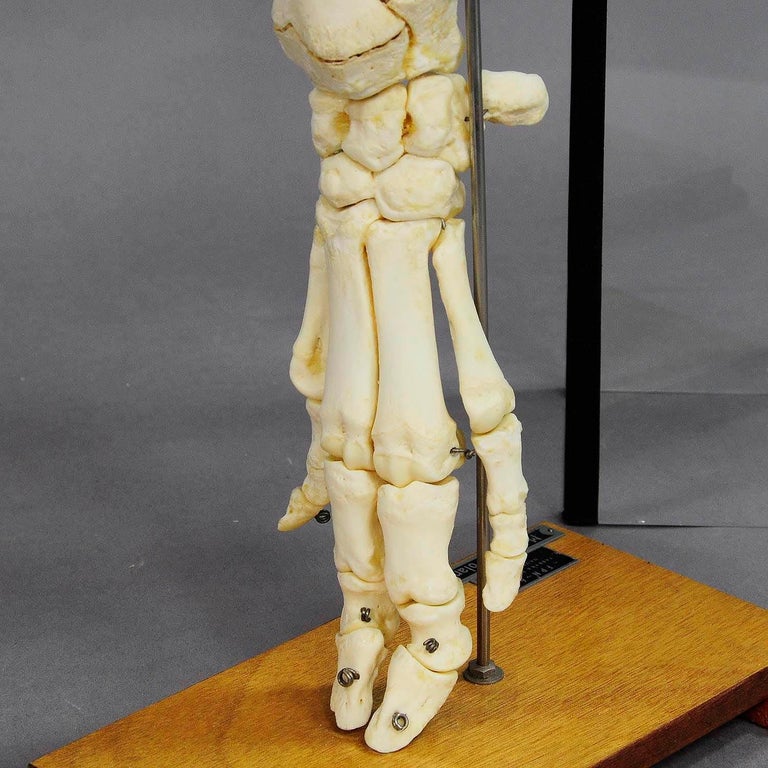 Vintage Pig Foot Skeleton Model for Class, circa 1950 For Sale at 1stDibs