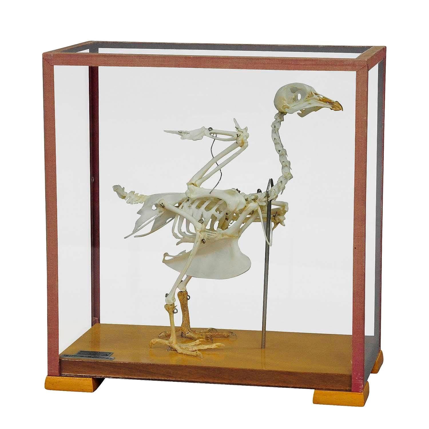 Pigeon Taxidermy For Sale at 1stDibs