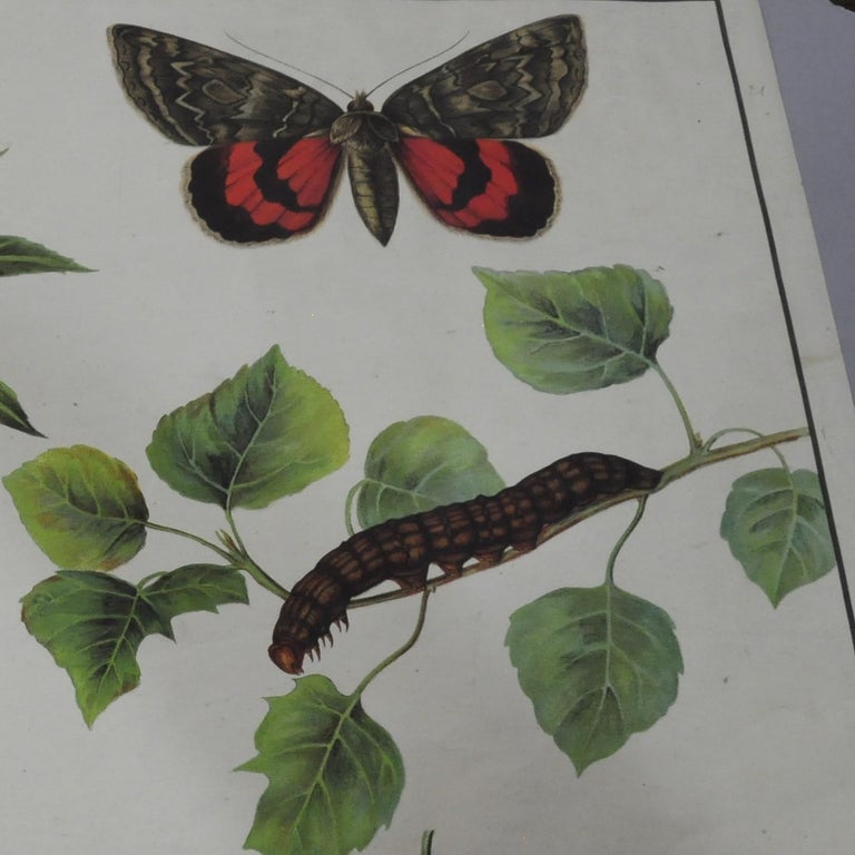 Vintage Poster Chart Caterpillars Butterflies Insects Country Style ...