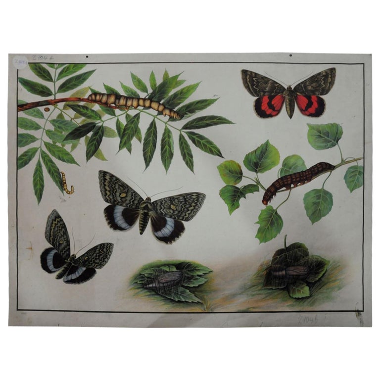 Vintage Poster Chart Caterpillars Butterflies Insects Country Style ...