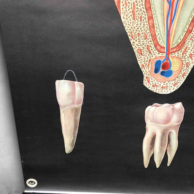 Vintage Poster Human Teeth For Sale at 1stDibs