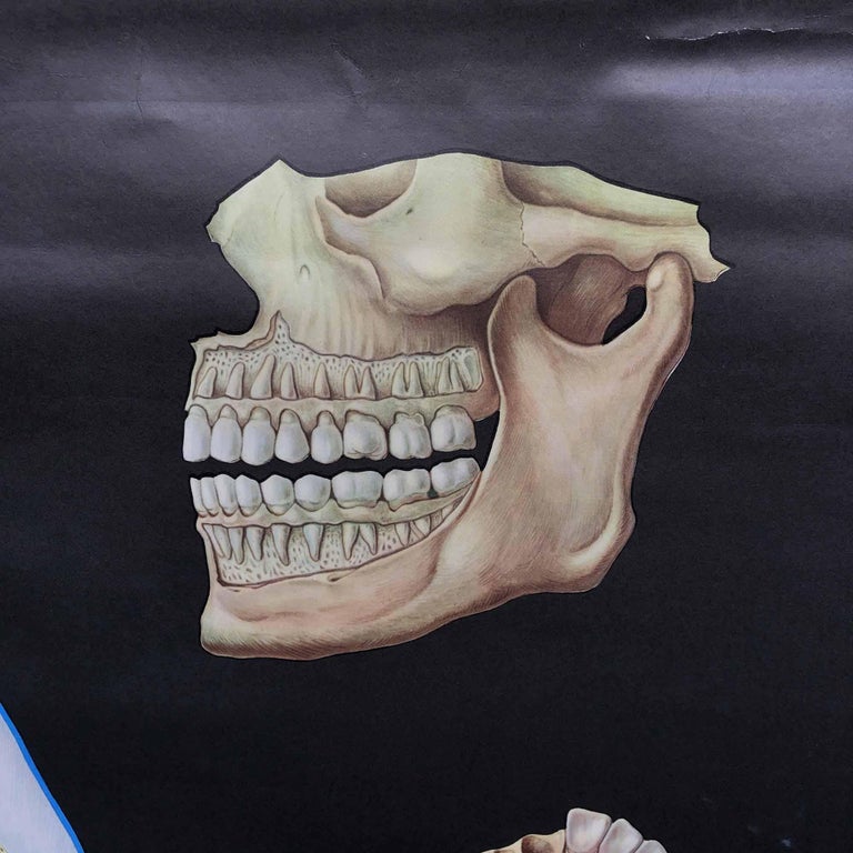Vintage Poster Human Teeth For Sale at 1stDibs