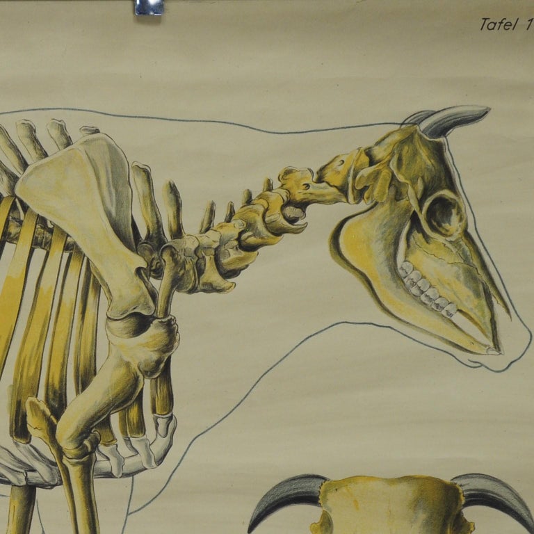Vintage Poster Rollable Anatomical Wall Chart Skeleton of a Cow For ...