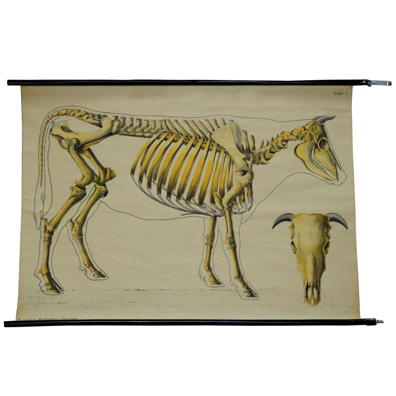 Vintage Poster Rollable Anatomical Wall Chart Skeleton of a Cow For ...