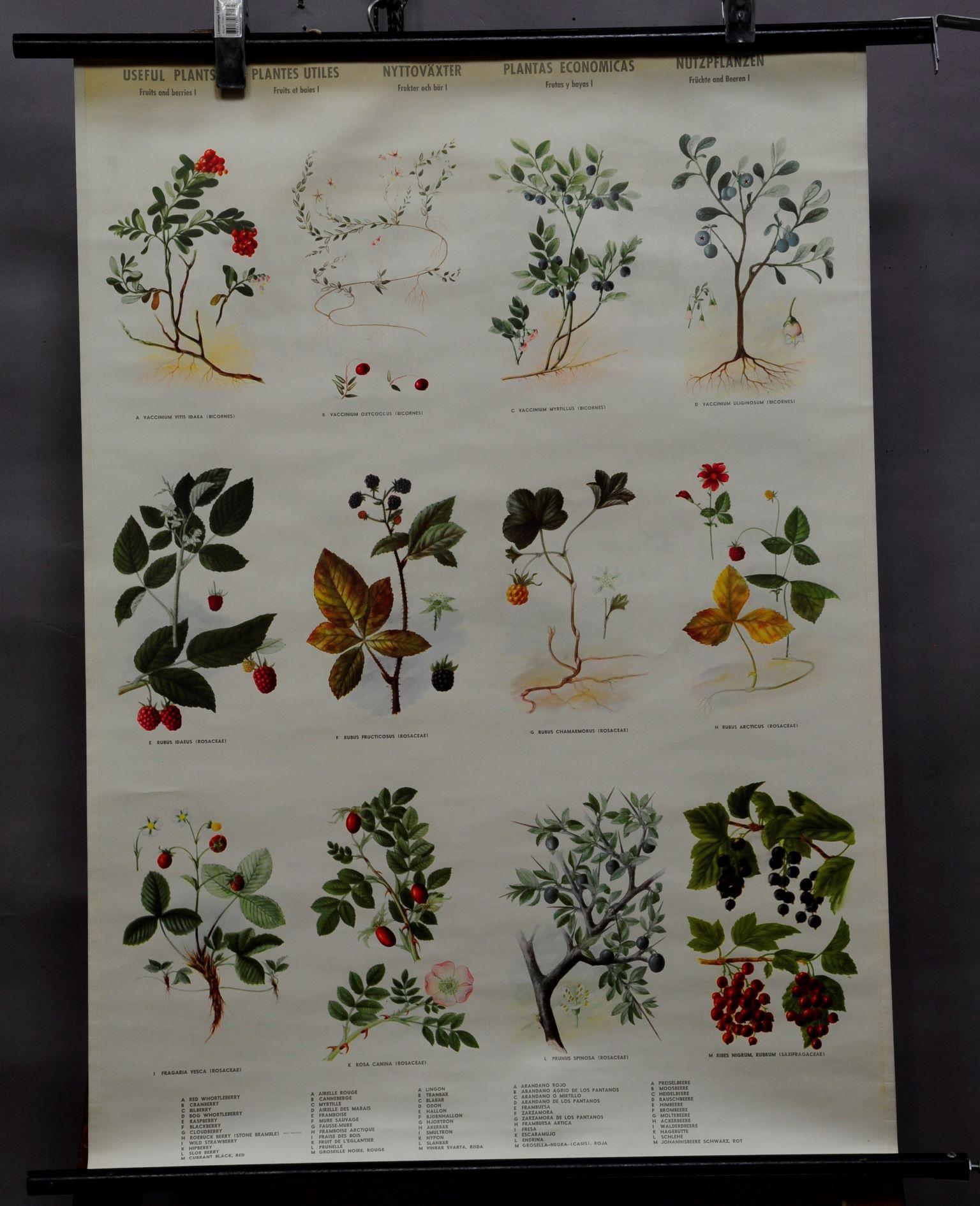 Vintage Pull-Down Wall Chart Colorful Crop Plants Botanical Overview at ...