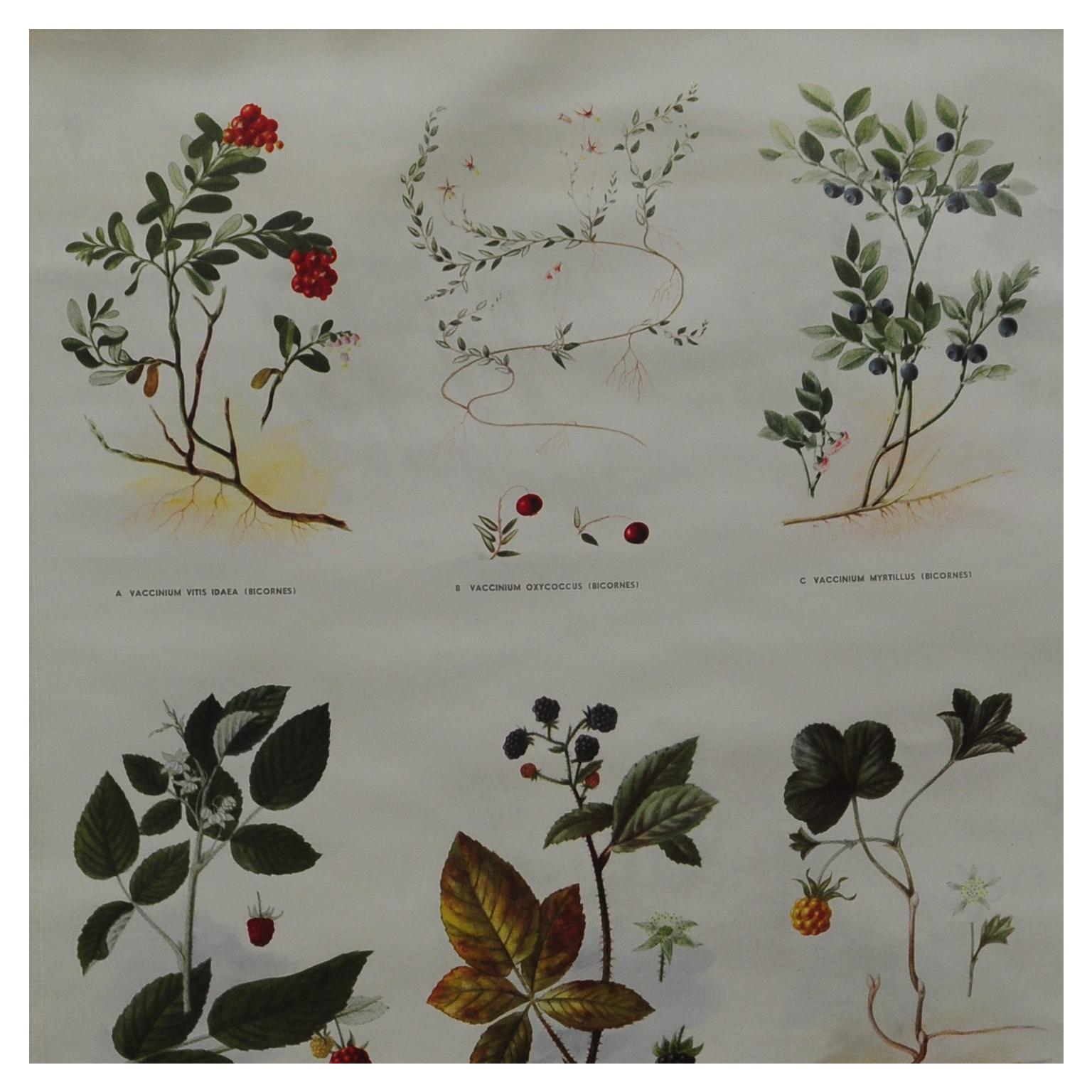 Vintage Pull-Down Wall Chart Colorful Crop Plants Botanical Overview at ...