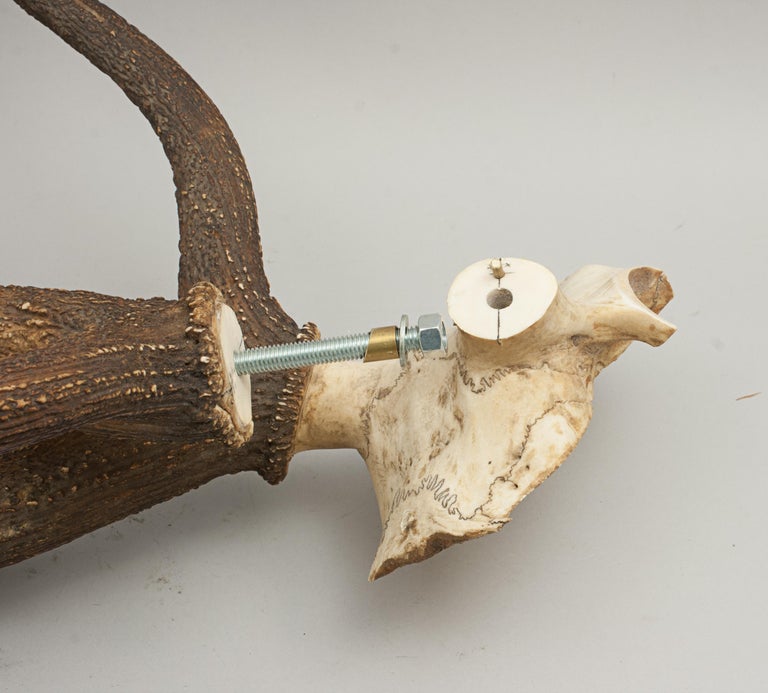 Vintage Red Deer Antlers on Oak Shield, Antique Taxidermy at 1stDibs ...