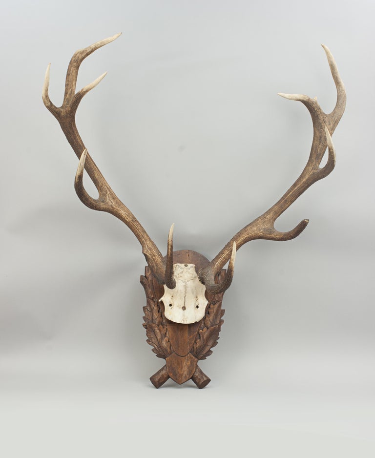 Vintage Red Deer Antlers on Oak Shield, Antique Taxidermy at 1stDibs ...