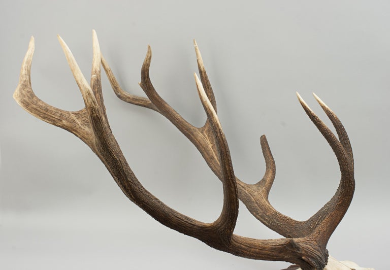 Vintage Red Deer Antlers on Oak Shield, Antique Taxidermy at 1stDibs ...