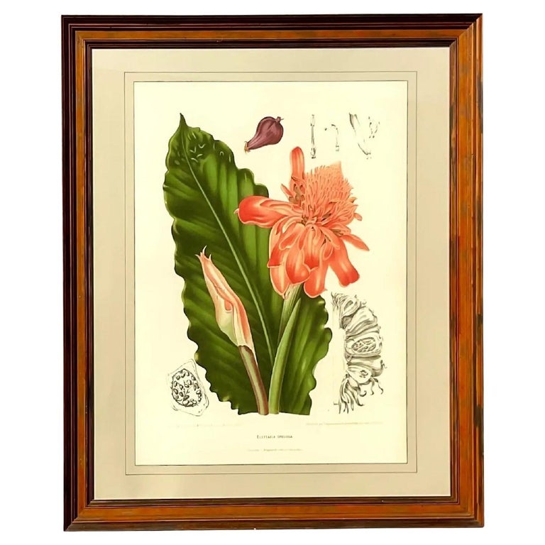 Vintage Regency Monumental Botanical Print For Sale at 1stDibs