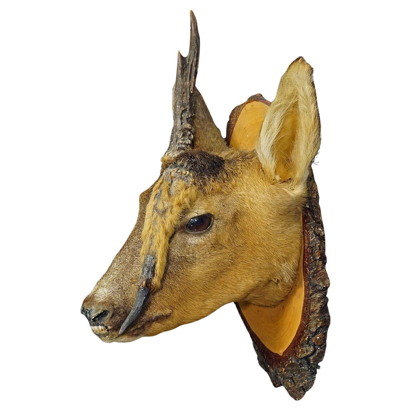 Vintage Roe Deer Head Taxidermy with Abnormous Antlers For Sale at 1stDibs