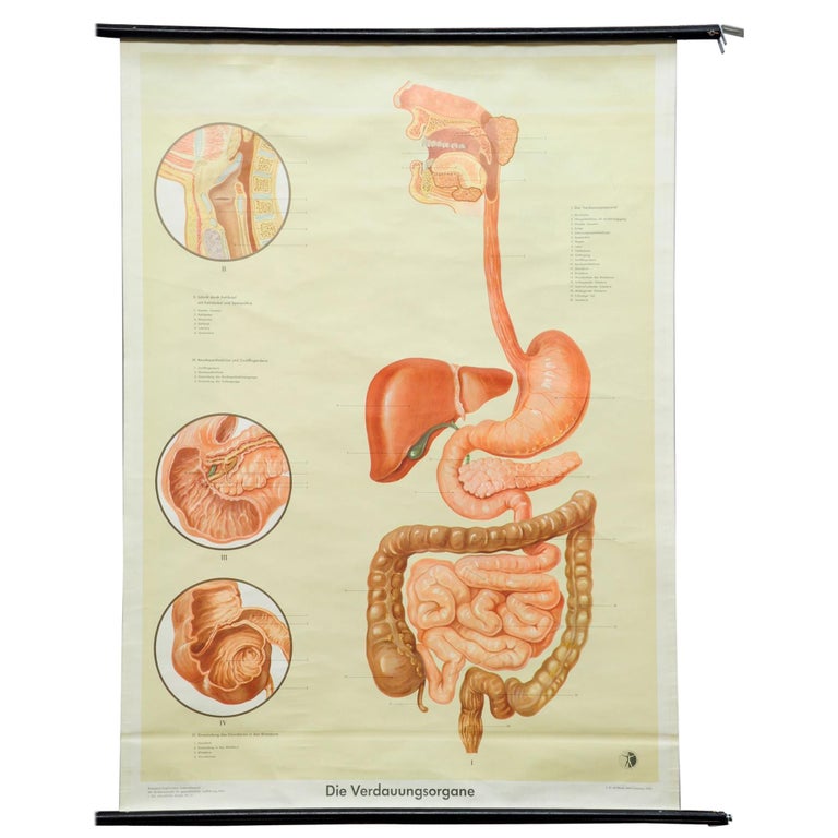 Vintage Rollable Medical Poster Wall Chart Human Digestive Organs at ...