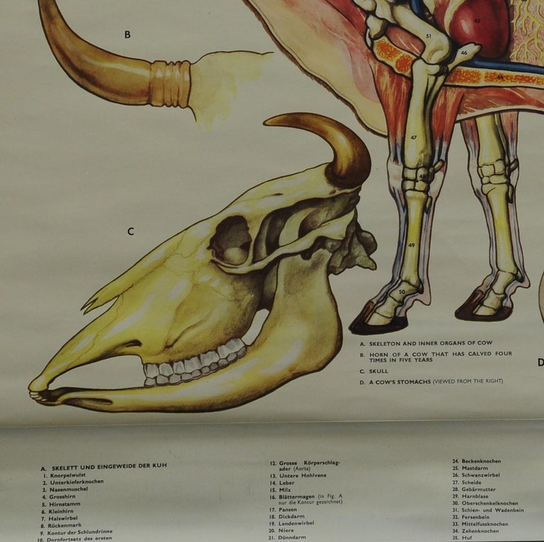 Vintage Rollable Wall Chart Cattle Medical Poster Print at 1stDibs
