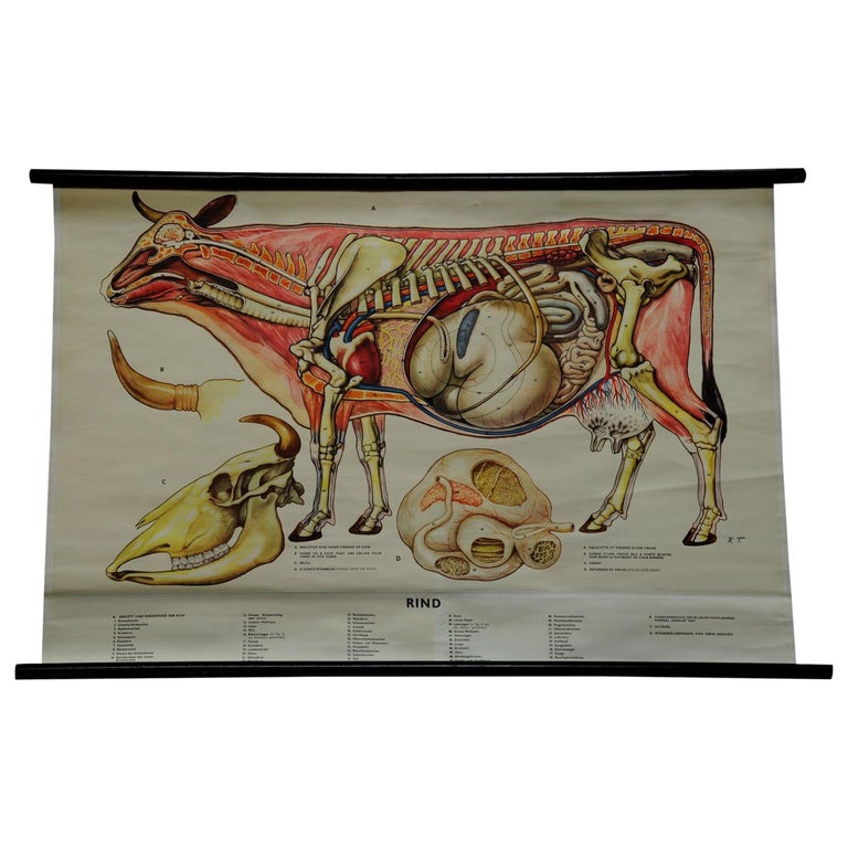 Vintage Rollable Wall Chart Cattle Medical Poster Print at 1stDibs