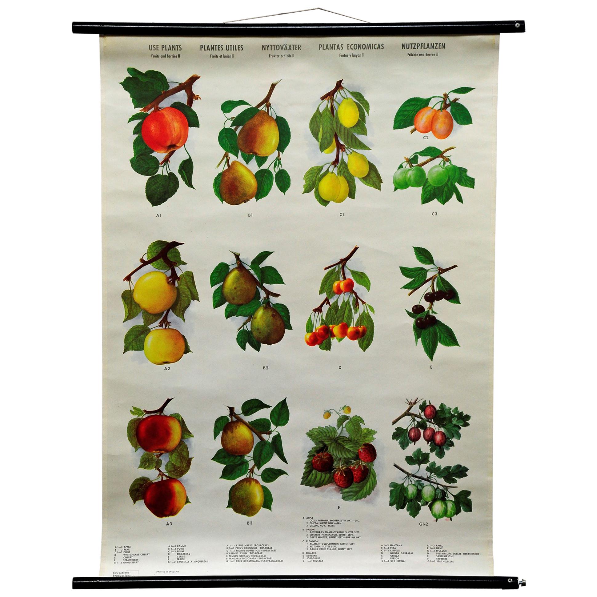 Vintage Botany Wall Chart of a Cotton Plant and Cotton Cultivation ...