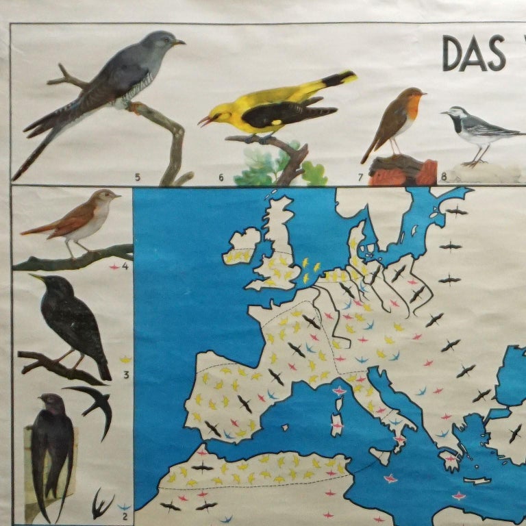 Vintage Rollable Wall Chart Miracle of Bird Migration Poster Europe ...