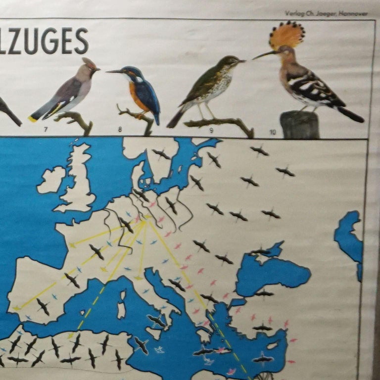 Vintage Rollable Wall Chart Miracle of Bird Migration Poster Europe ...