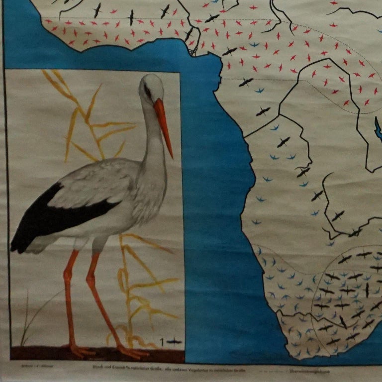 Vintage Rollable Wall Chart Miracle of Bird Migration Poster Europe ...