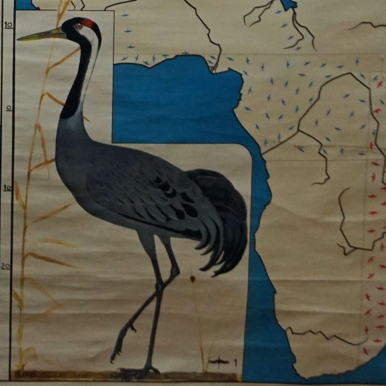 Vintage Rollable Wall Chart Miracle of Bird Migration Poster Europe ...