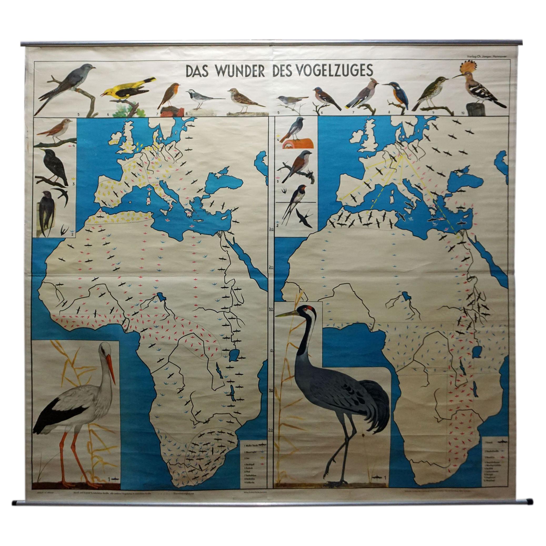 Vintage Rollable Wall Chart Miracle of Bird Migration Poster Europe Africa For Sale at 1stDibs