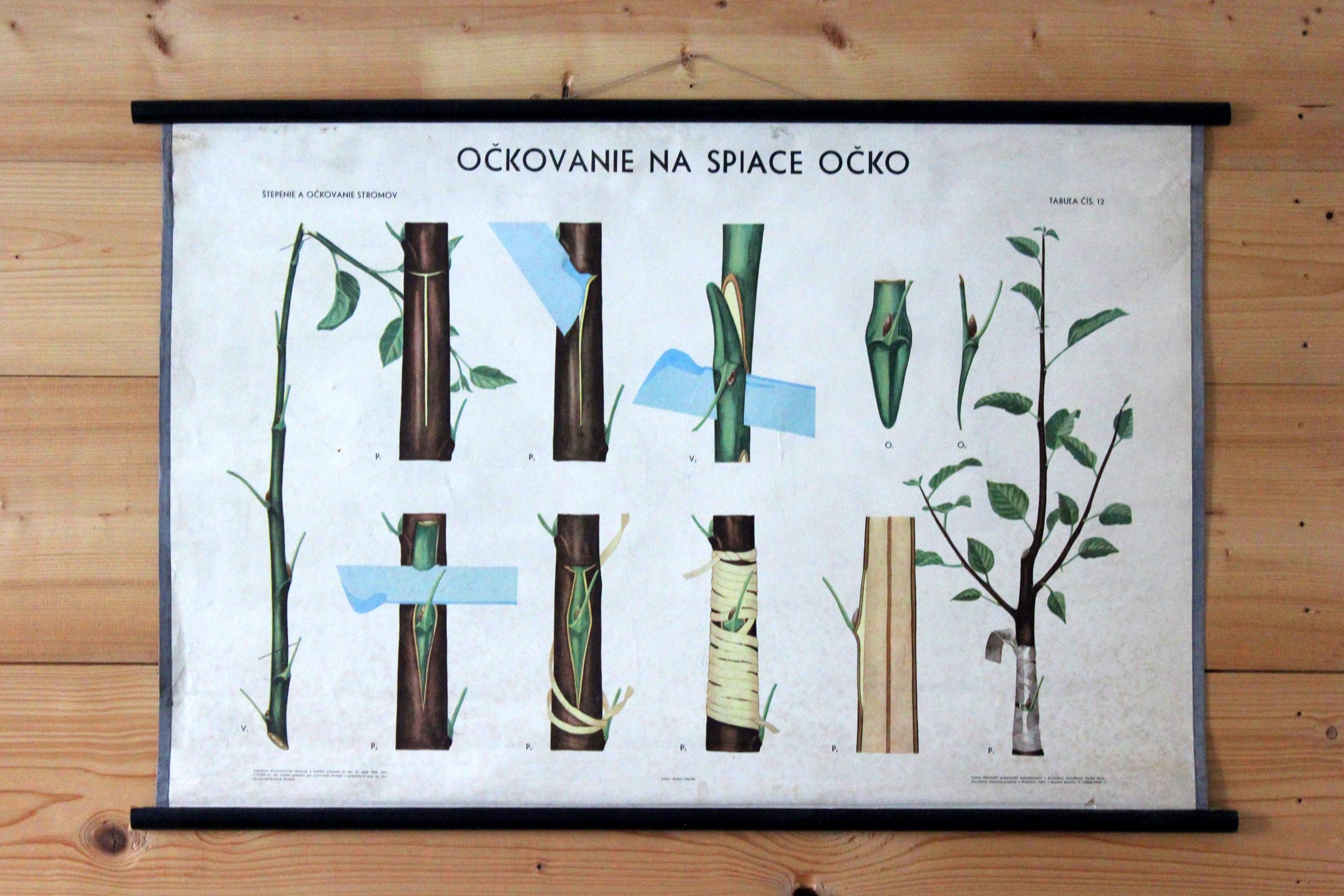 Vintage School Botanical Posters, 1950s, Set of 3 For Sale at 1stDibs