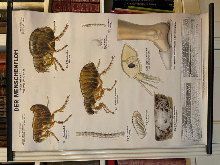 Vintage School Chart, a German Poster Depicting the Human Flea, Early ...