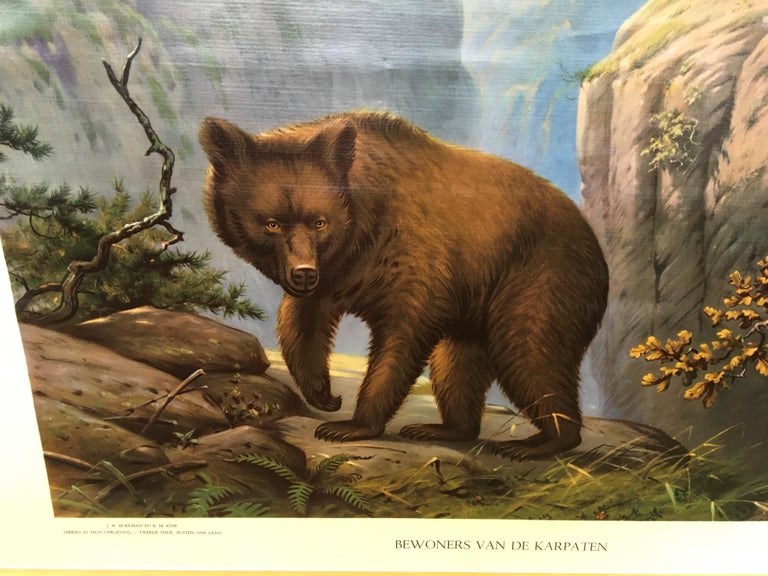 Vintage School Chart Bear and Inhabitants of the Carpathians For Sale ...