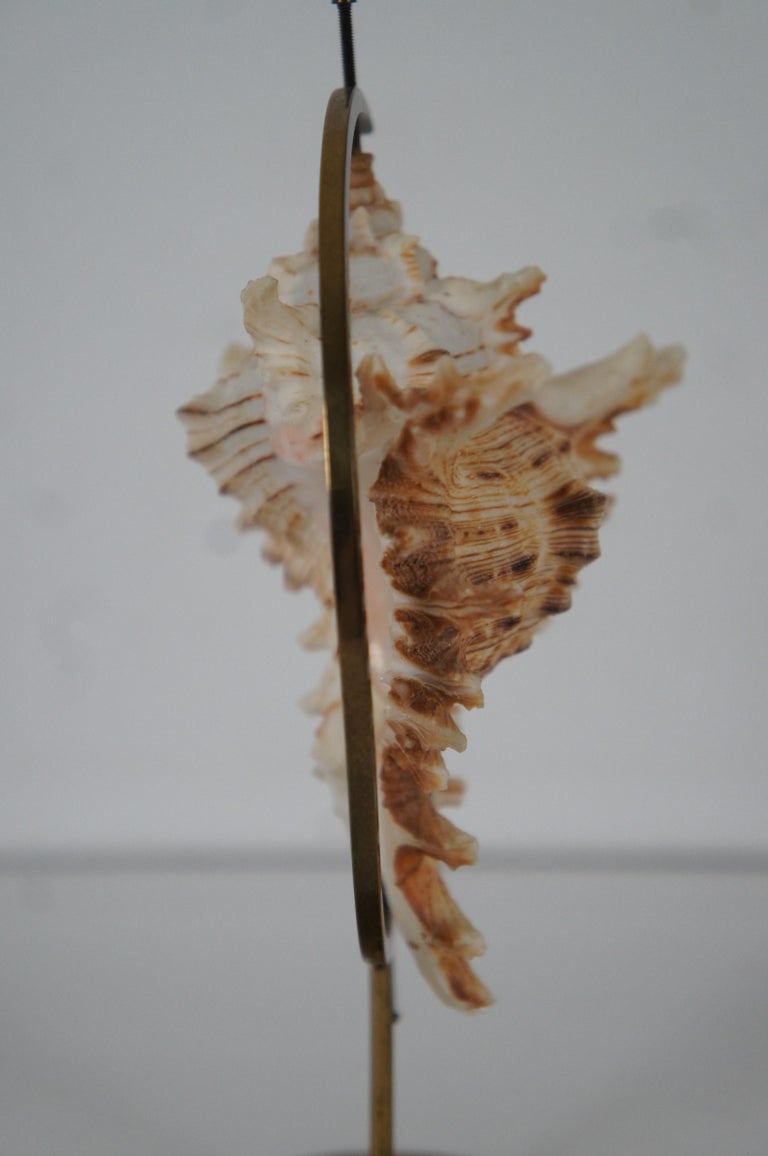 Vintage Spiked Conch Shell Brass Stand Glass Showcase Curio Casket ...