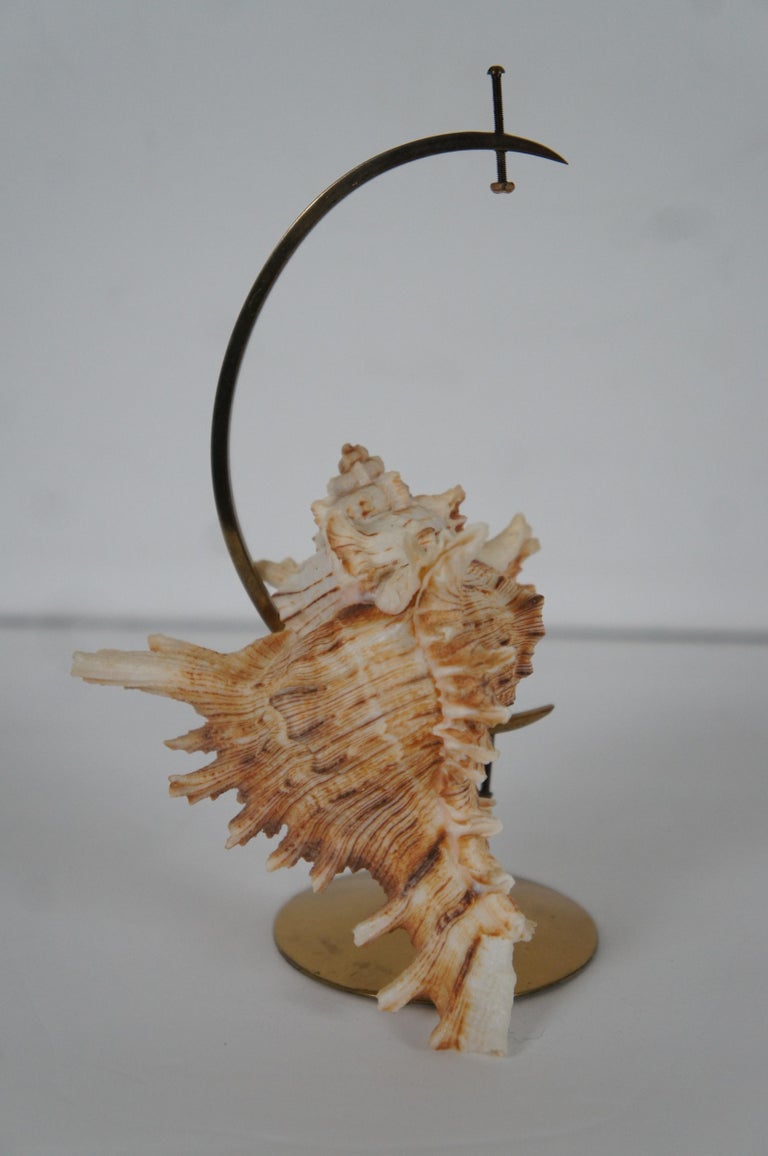 Vintage Spiked Conch Shell Brass Stand Glass Showcase Curio Casket ...