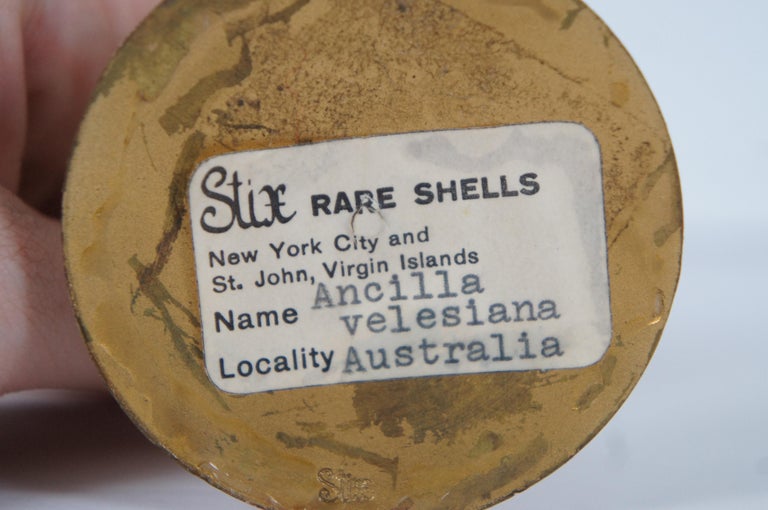 Vintage Spiked Conch Shell Brass Stand Glass Showcase Curio Casket ...