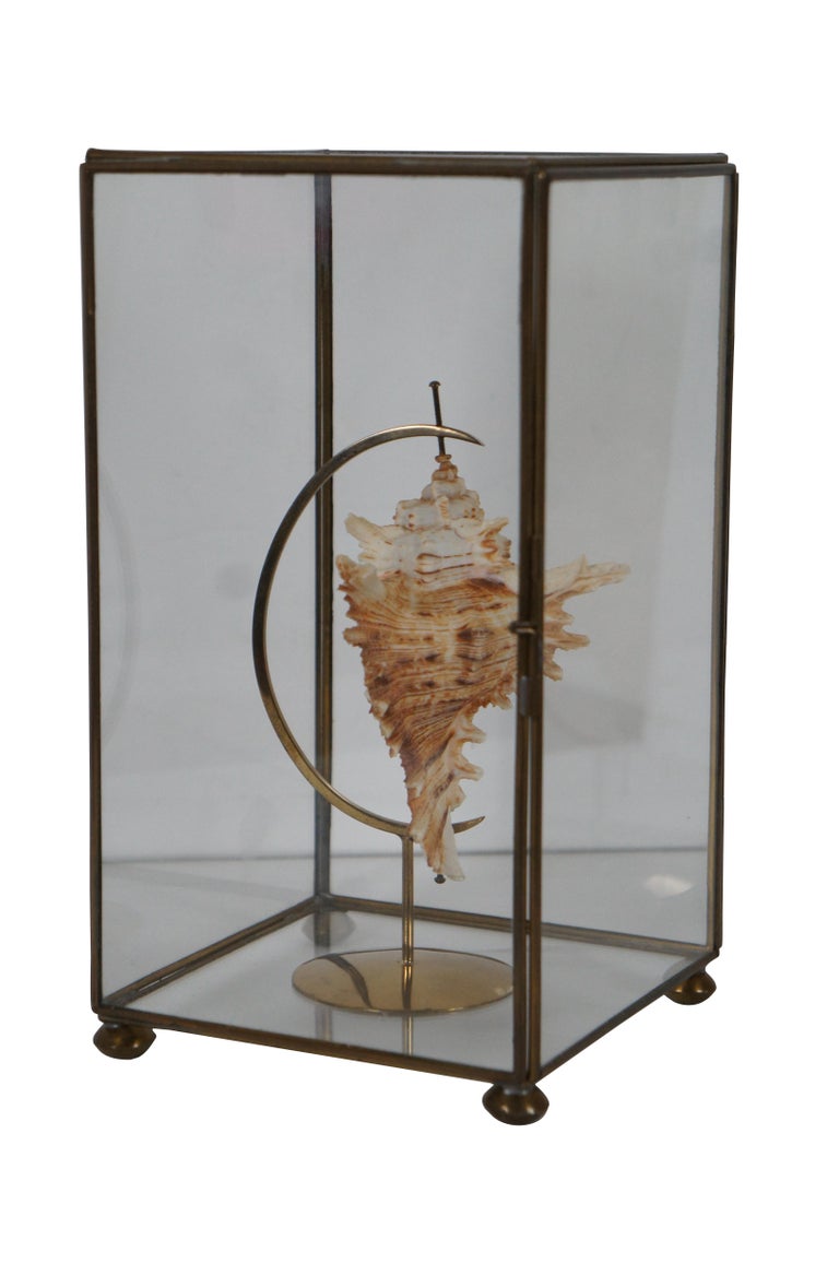 Vintage Spiked Conch Shell Brass Stand Glass Showcase Curio Casket ...